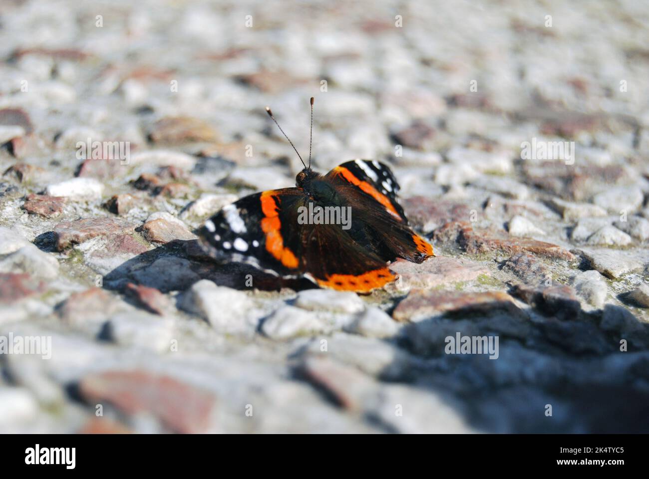 Red admiral butterfly in cement and stones floor Stock Photo - Alamy