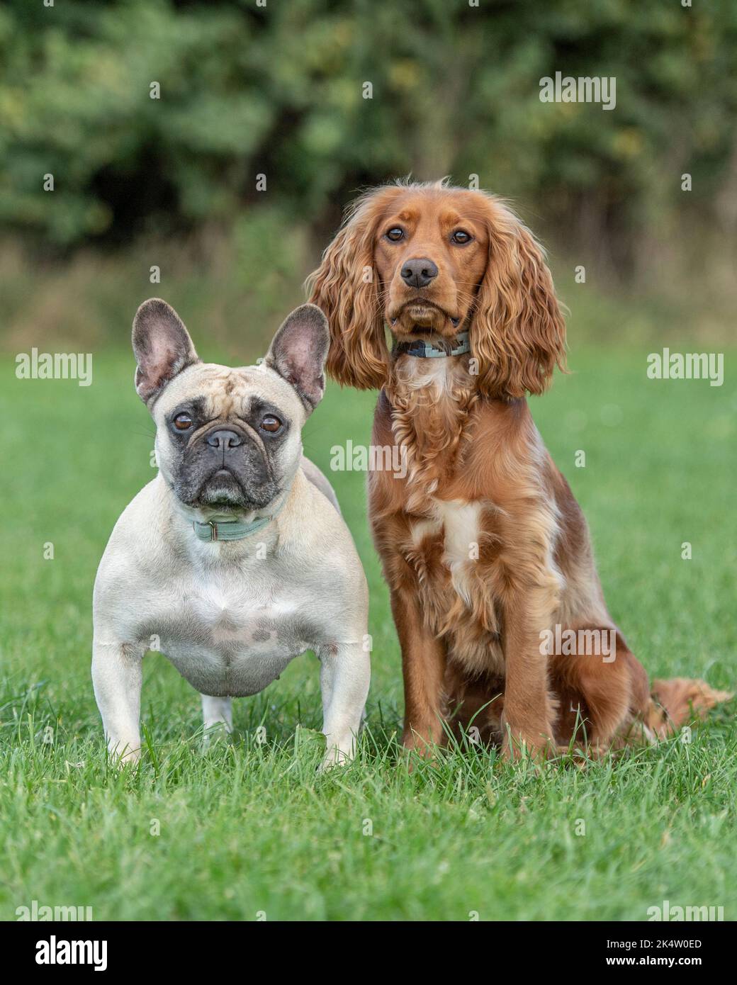 French Bulldog and a Cocker Spaniel Stock Photo - Alamy