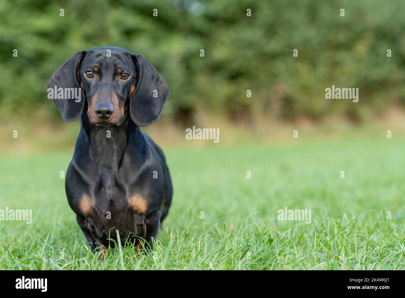 standard smooth haired dachshund dog Stock Photo - Alamy