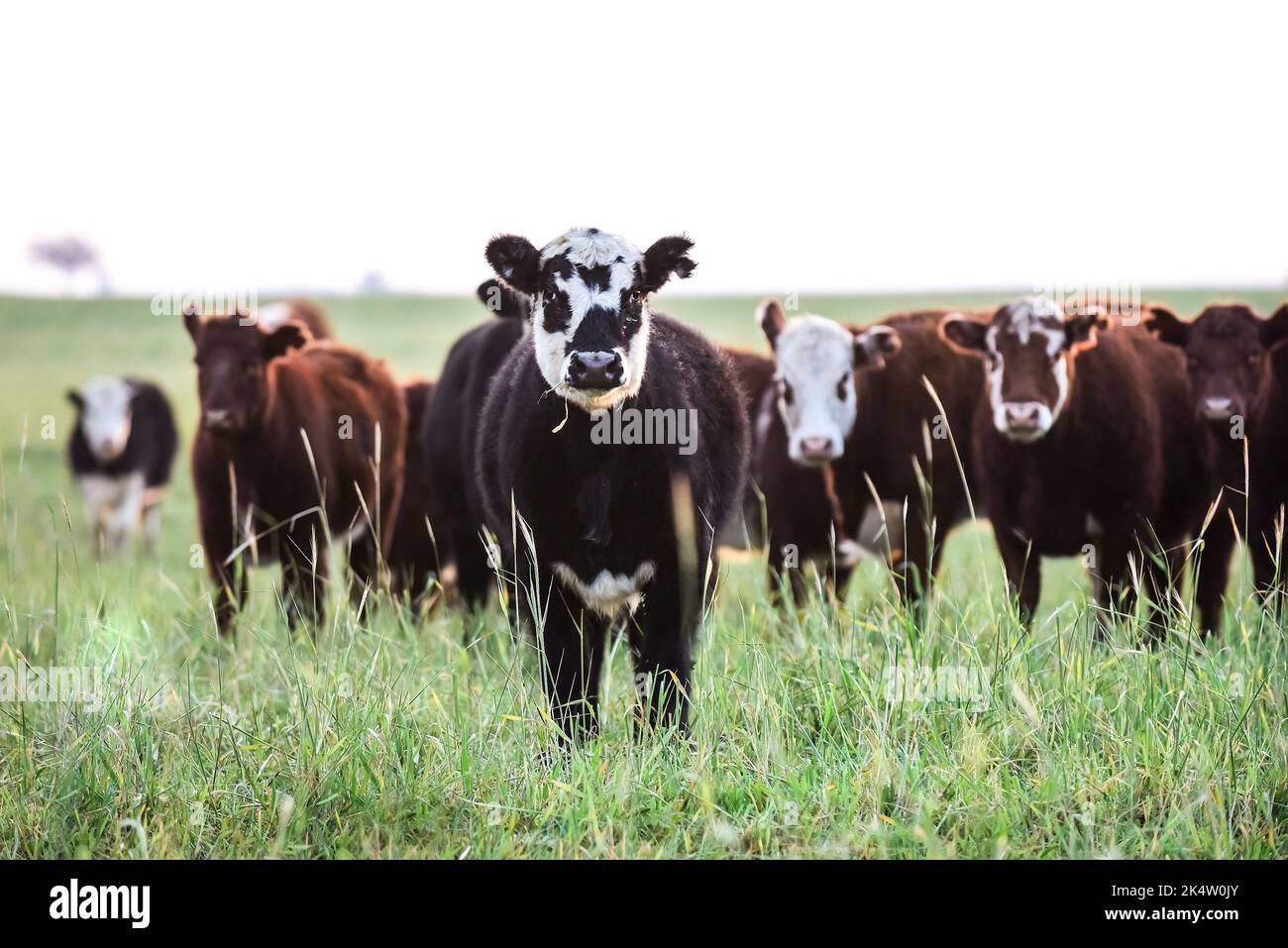 Cows raised with natural pastures, meat production in the Argentine ...