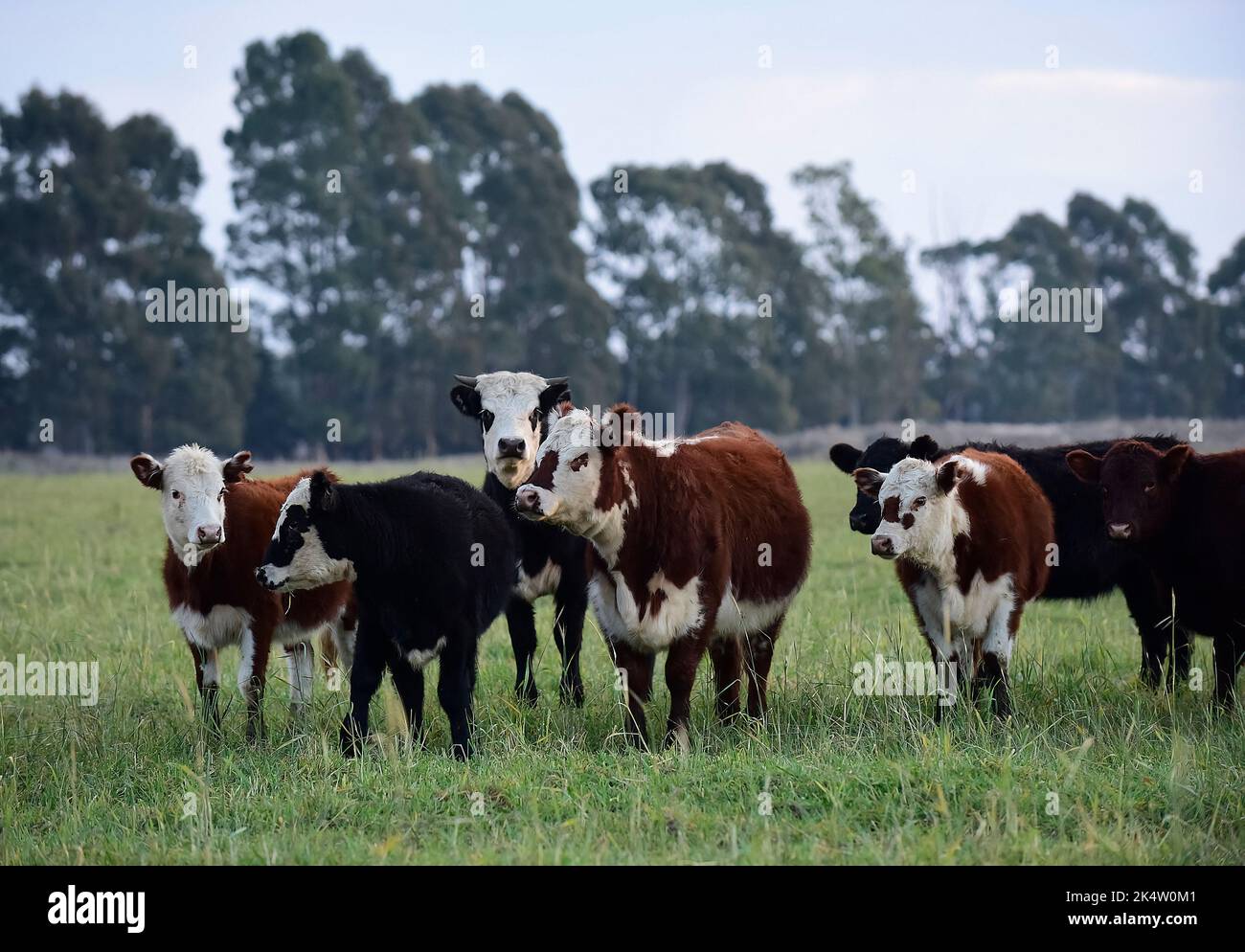 Cows raised with natural pastures, meat production in the Argentine ...