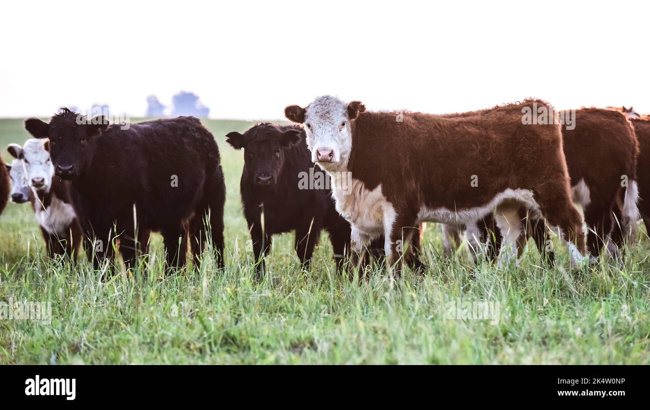 Cows raised with natural pastures, meat production in the Argentine ...