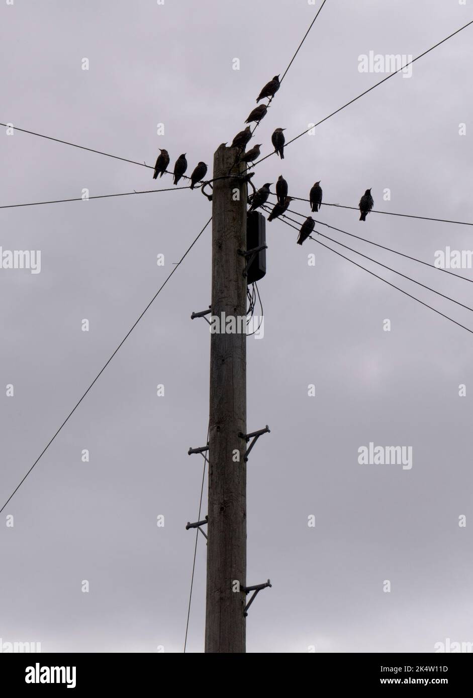 There is nothing more prosaic than a flock of birds - they look like ...