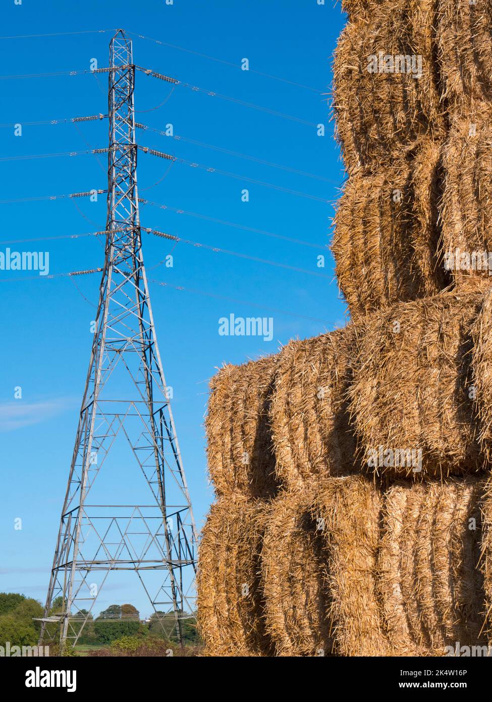 It's just after harvest time. Seen in a corn field just outside my home ...