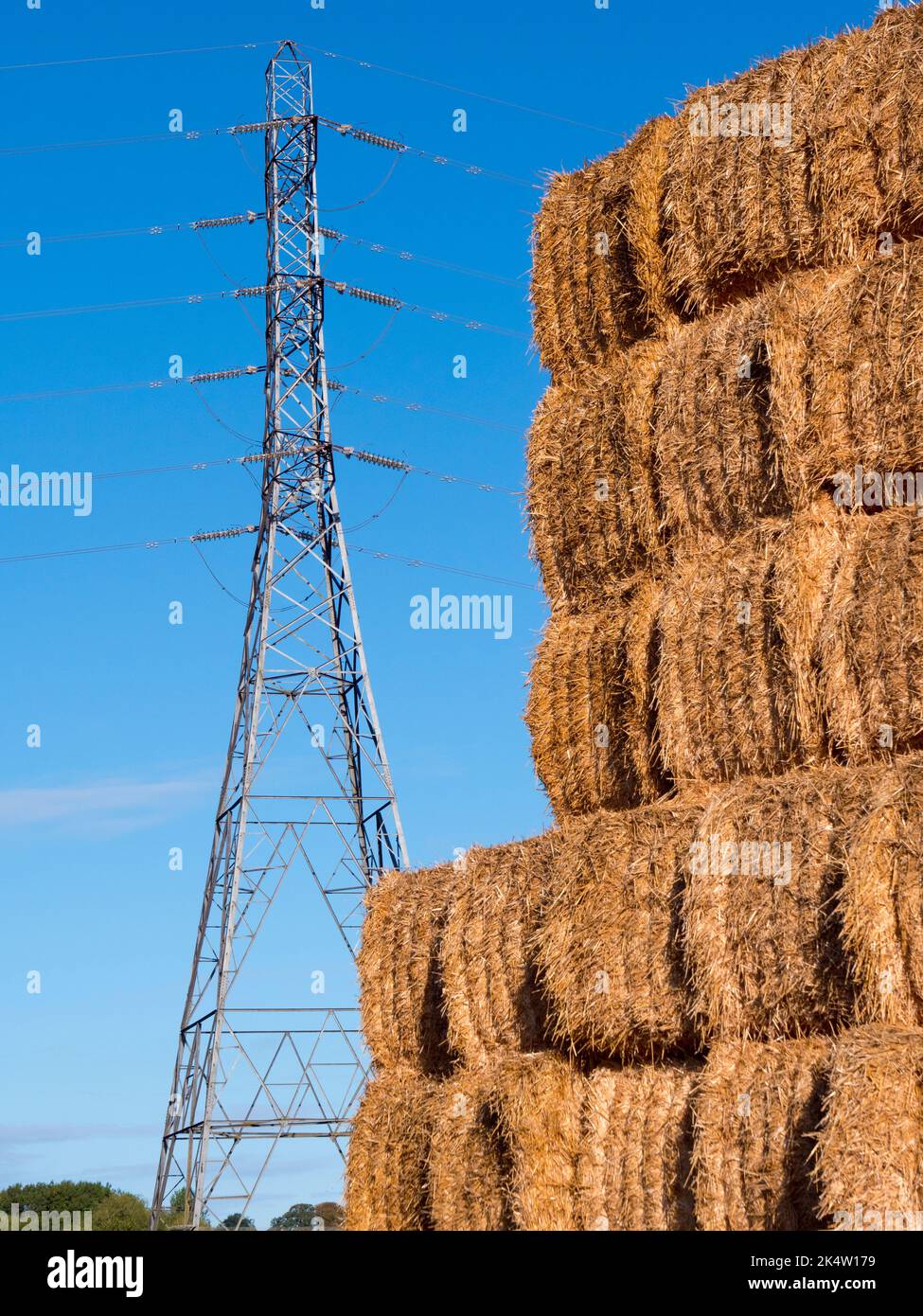 It's just after harvest time. Seen in a corn field just outside my home ...
