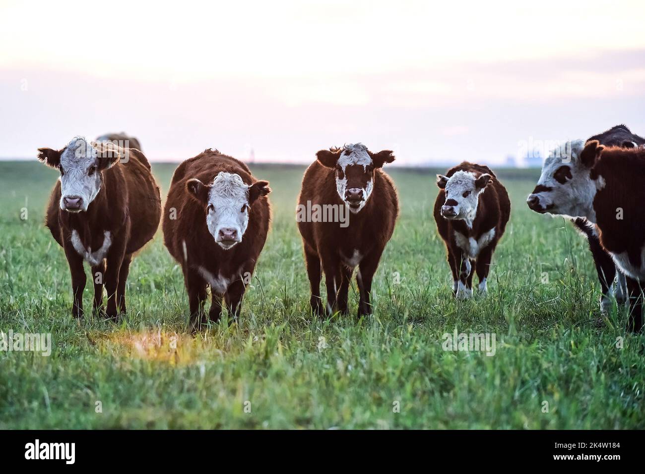 Cows raised with natural pastures, meat production in the Argentine ...