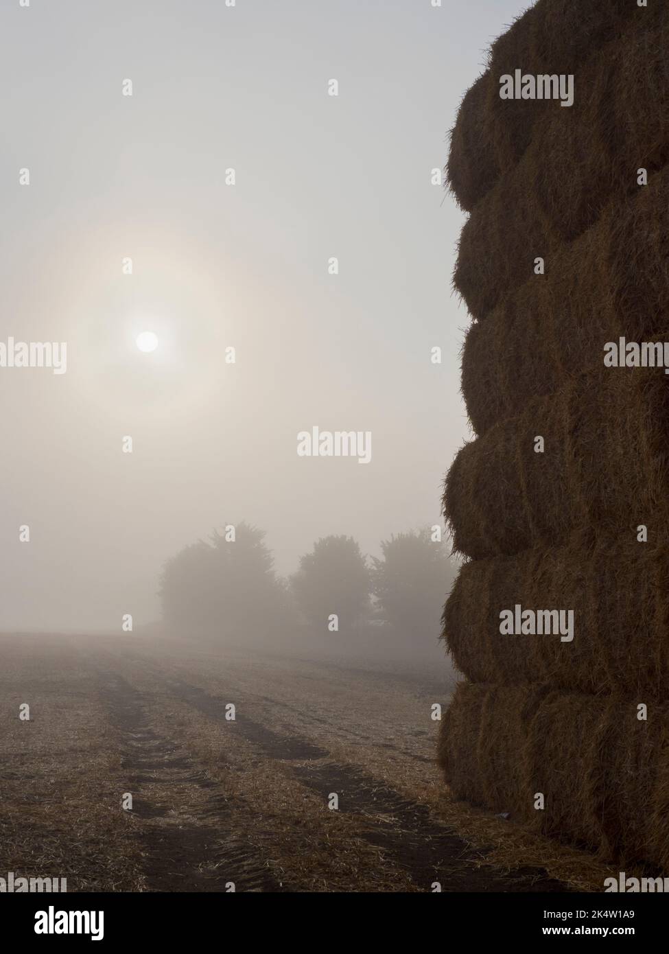 It's just after harvest time. Seen in a corn field just outside my home ...
