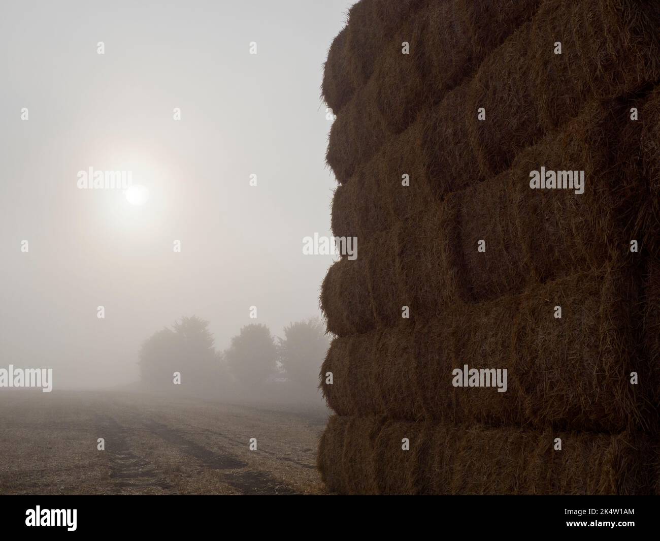 It's just after harvest time. Seen in a corn field just outside my home ...