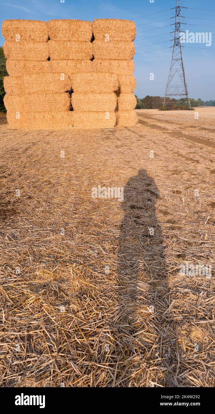 It's just after harvest time. Seen in a corn field just outside my home ...