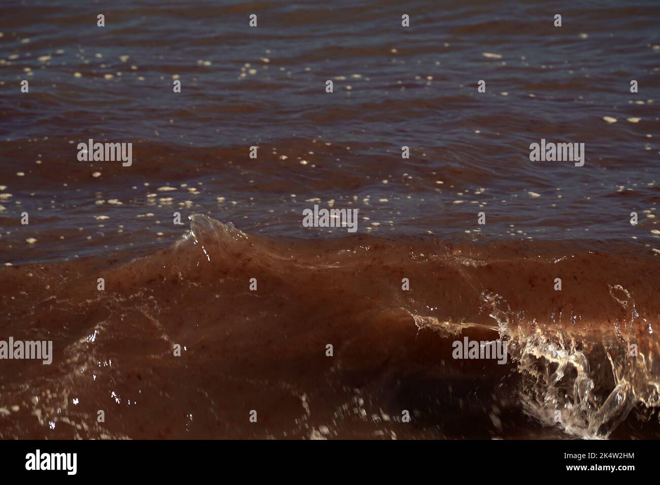 red alga seaweed atlantic ocean nantucket beach Stock Photo - Alamy