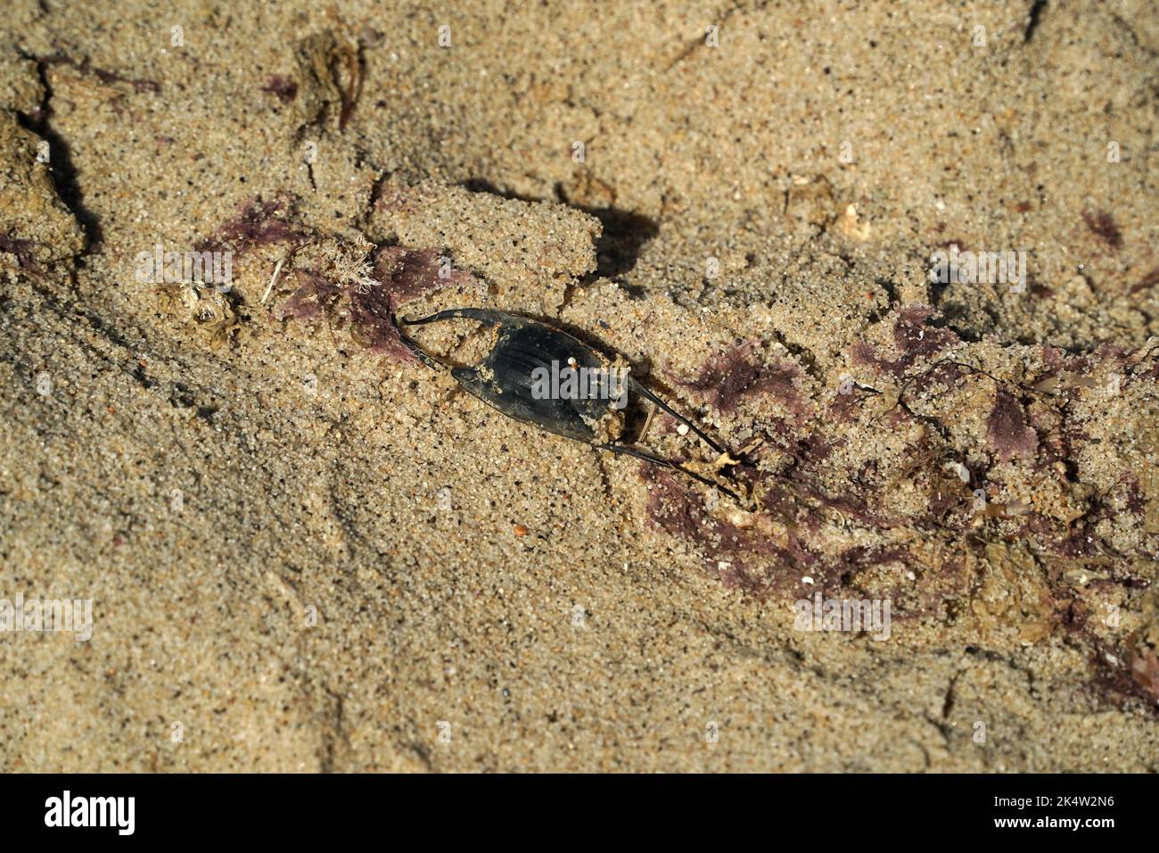 stingray shark egg on atlantic ocean shore of nantucket island Stock ...