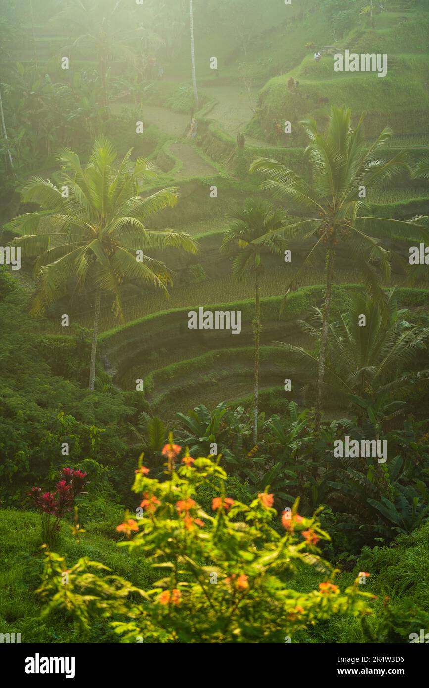Drone sapa vietnam hi-res stock photography and images - Alamy