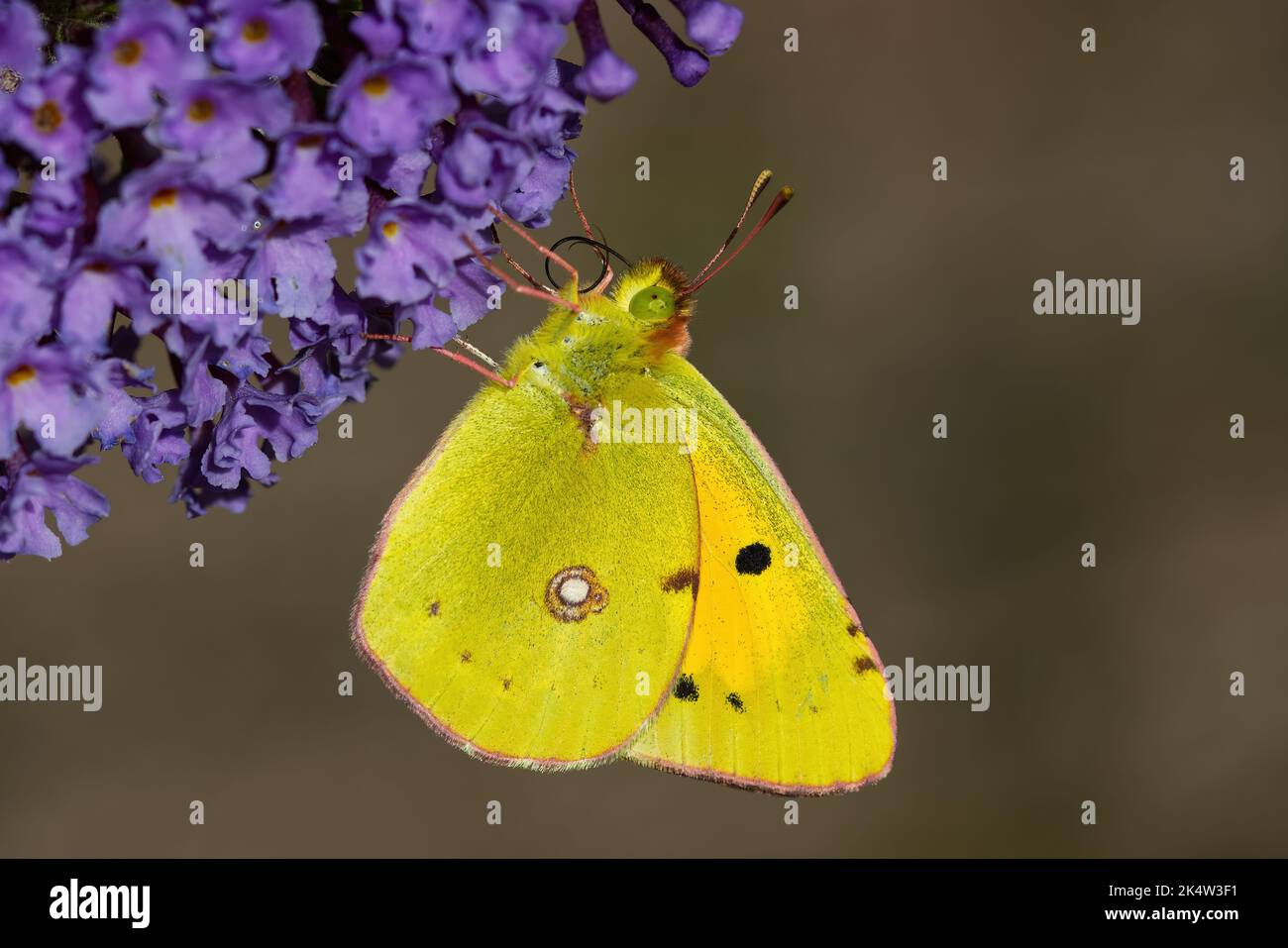 Coiled proboscis butterfly hi-res stock photography and images - Alamy