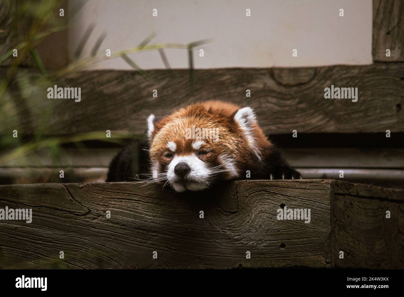 Red Panda Close Up