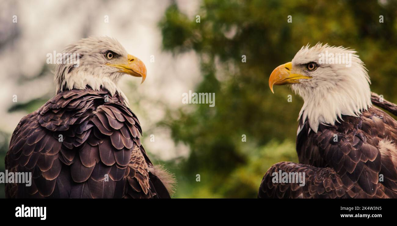 A closeup of two bald eagles looking at each other Stock Photo - Alamy