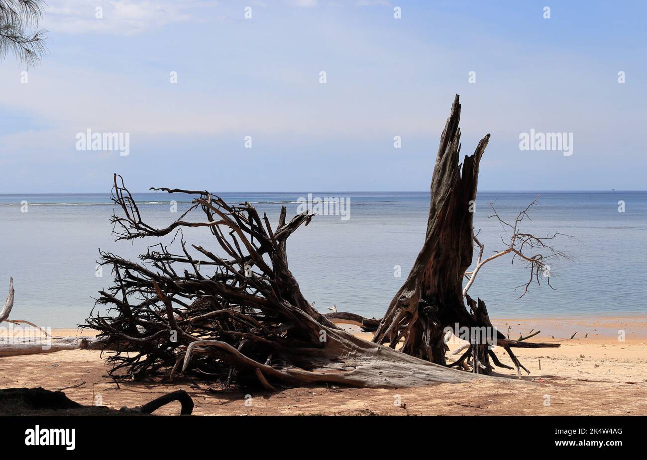 Tree stump on sandy beach hi-res stock photography and images - Alamy