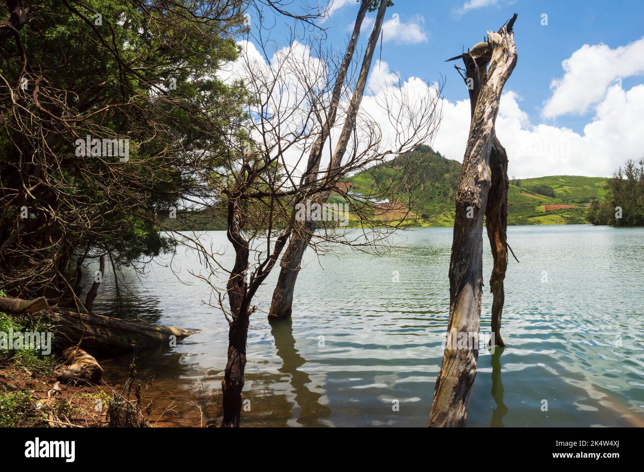 Underwater trees with visible mountains against blue sky forming a ...