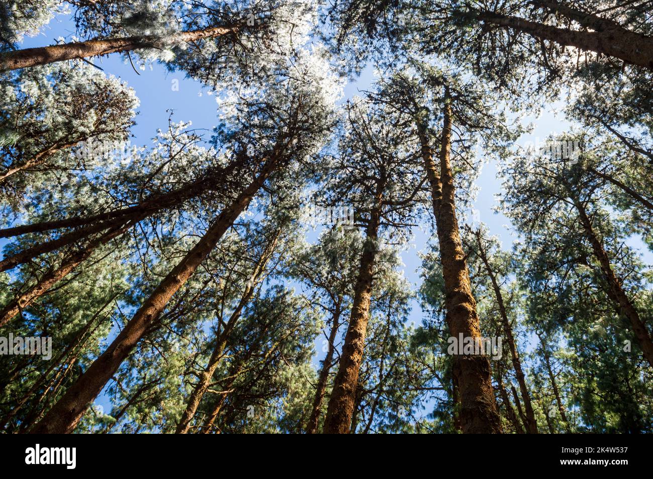 Head of the pine trees in the forest forming a beautiful texture ...