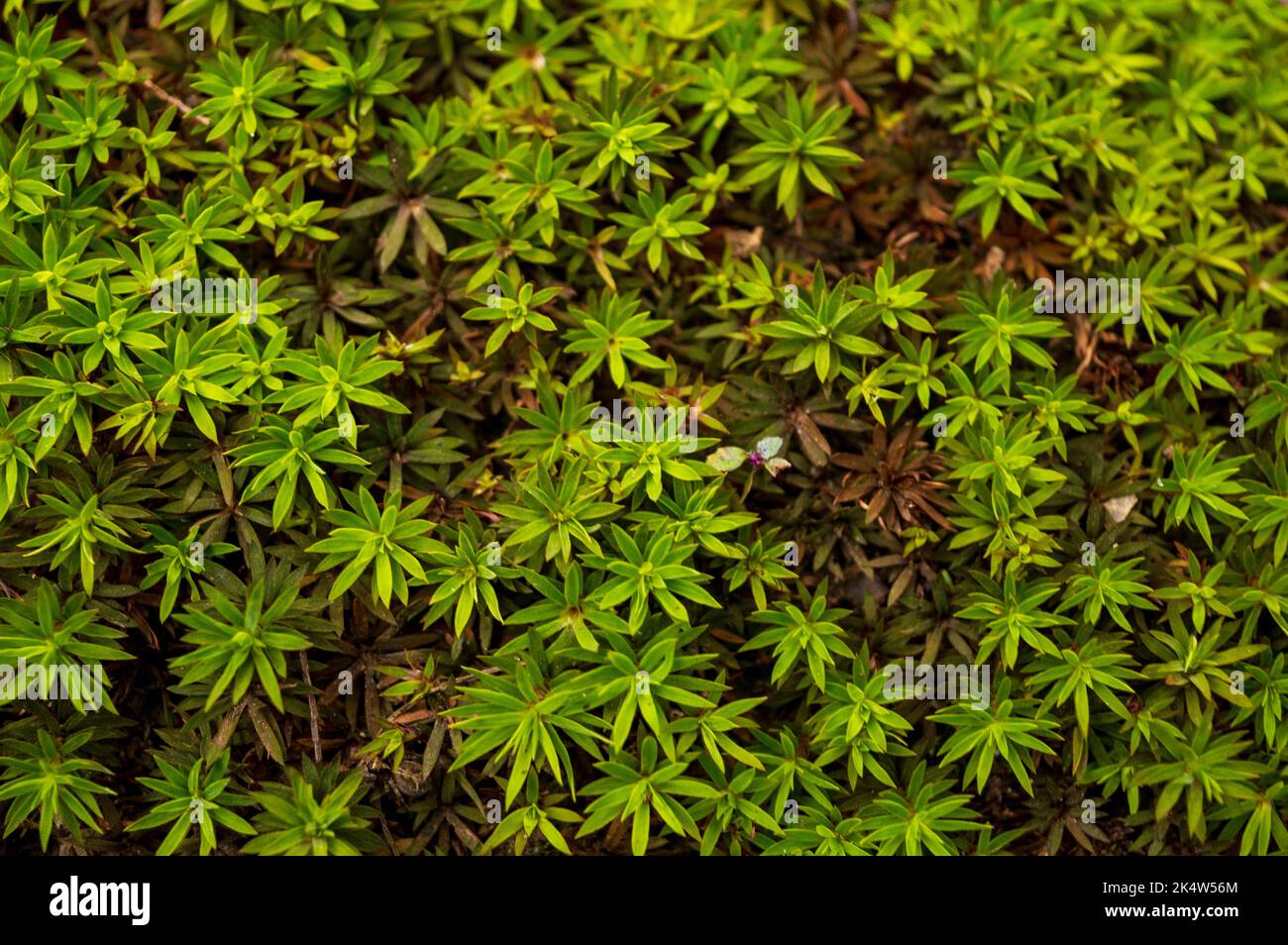 Group of small wild weeds forming a beautiful texture pattern ...