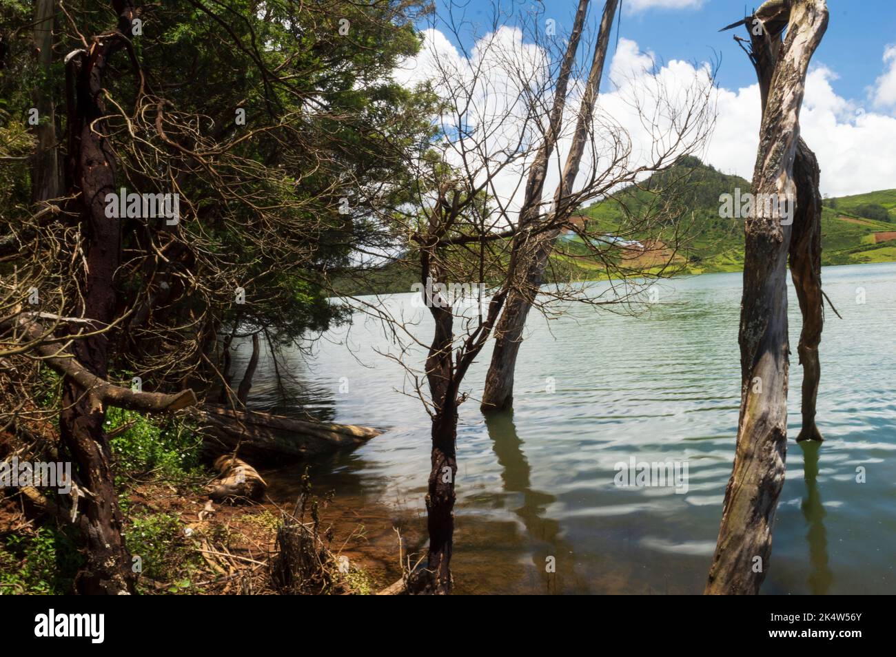 Underwater trees with visible mountains against blue sky forming a ...