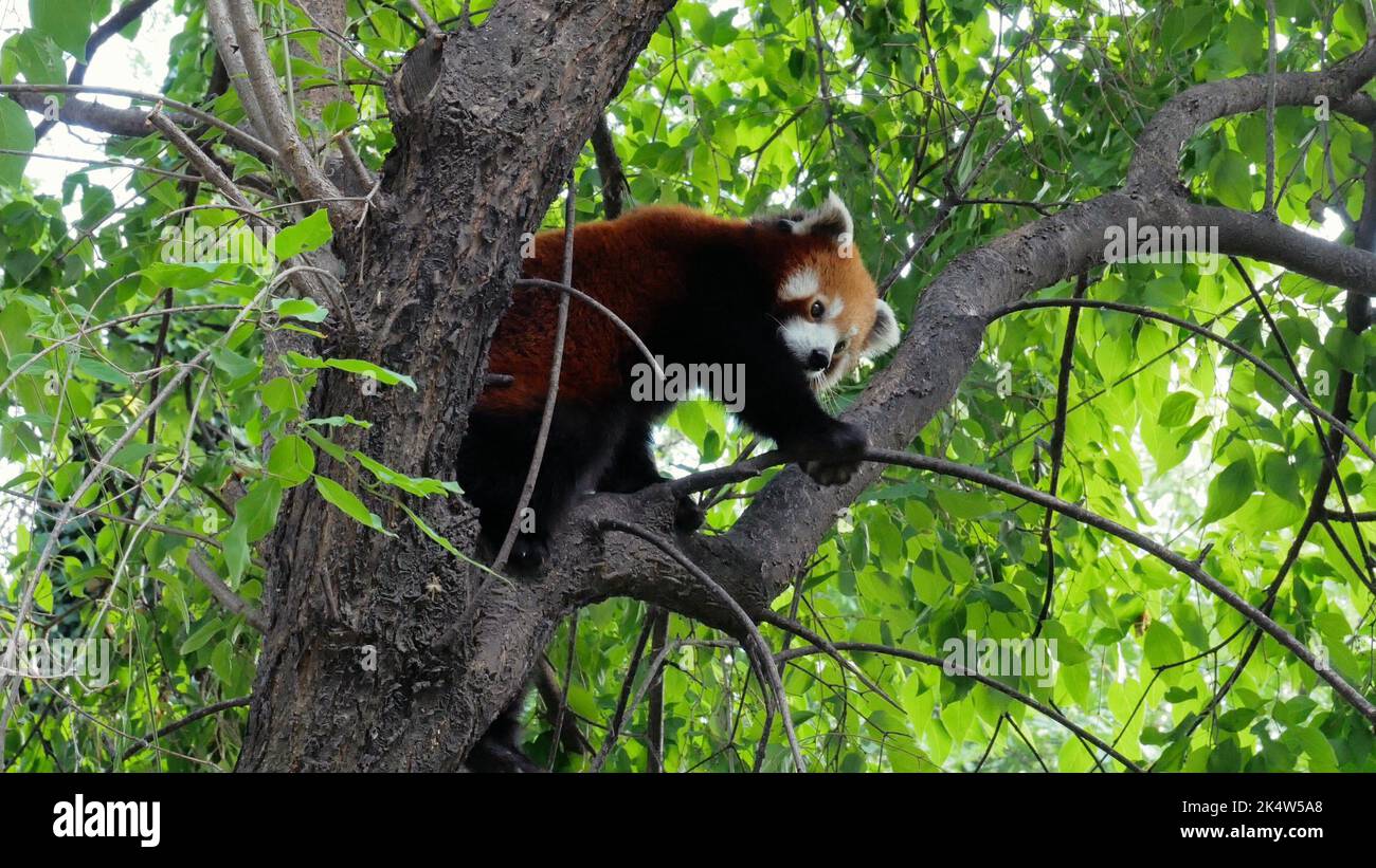 An adorable Red panda on green tree in the zoo Stock Photo - Alamy