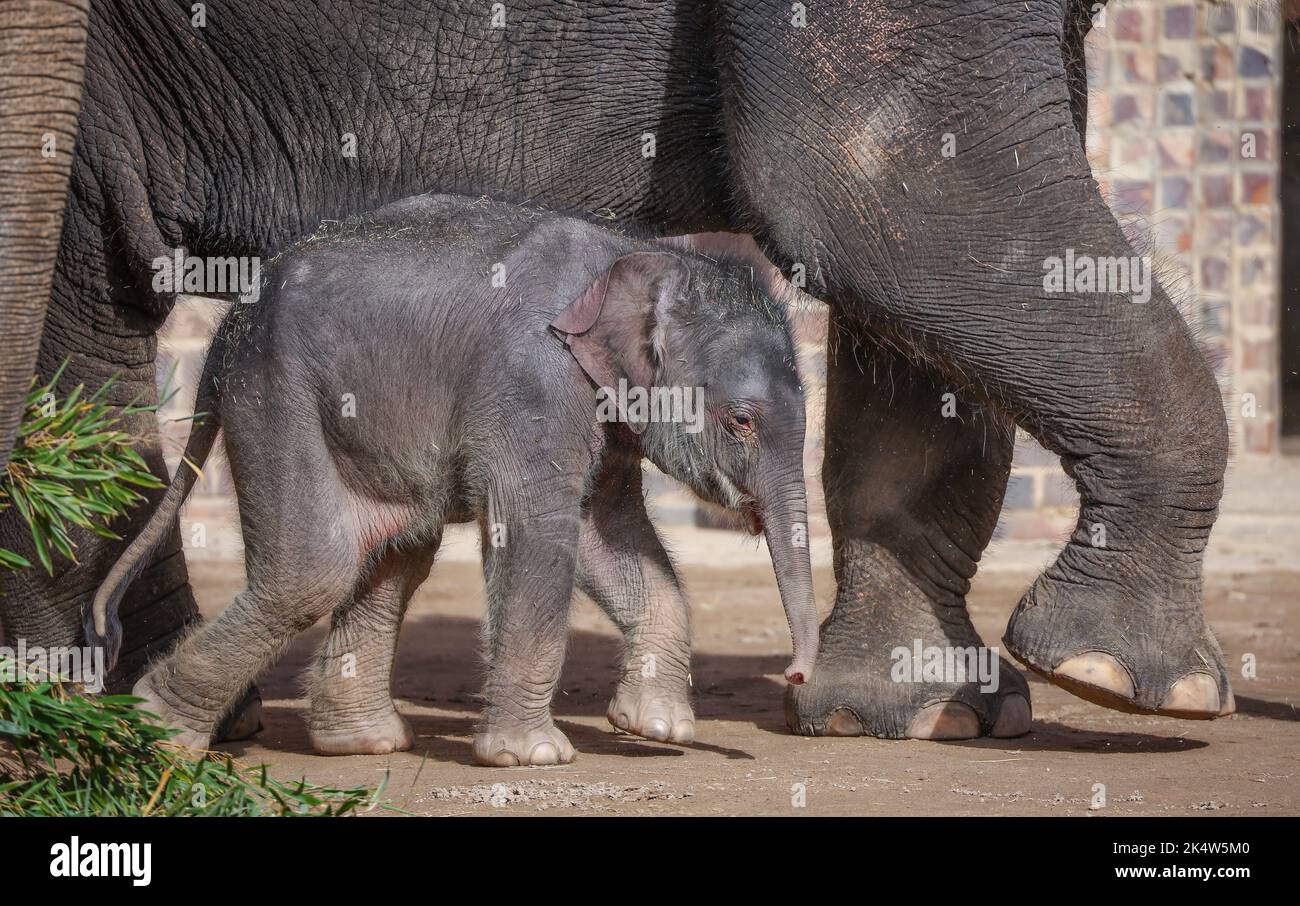 Leipzig, Germany. 04th Oct, 2022. The baby elephant explores the ...