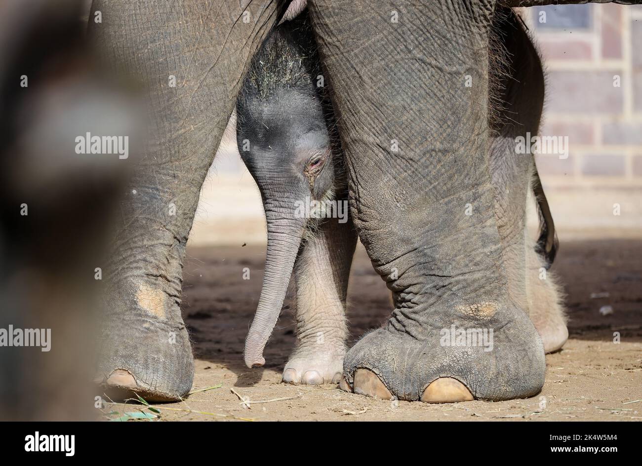 Elephant enclosures hi-res stock photography and images - Alamy