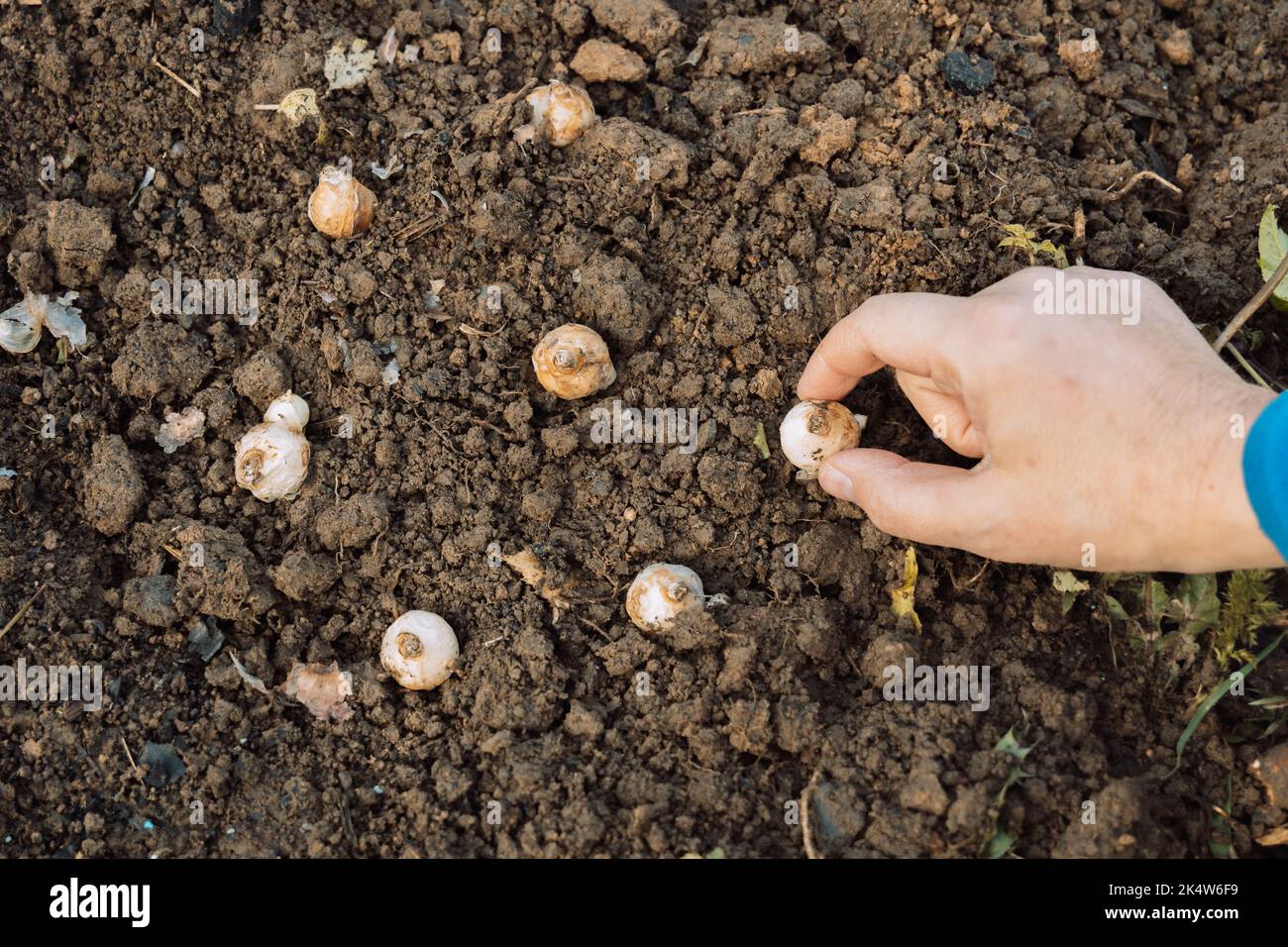 a hand holds a muscari bulb before planting in the ground Stock Photo ...