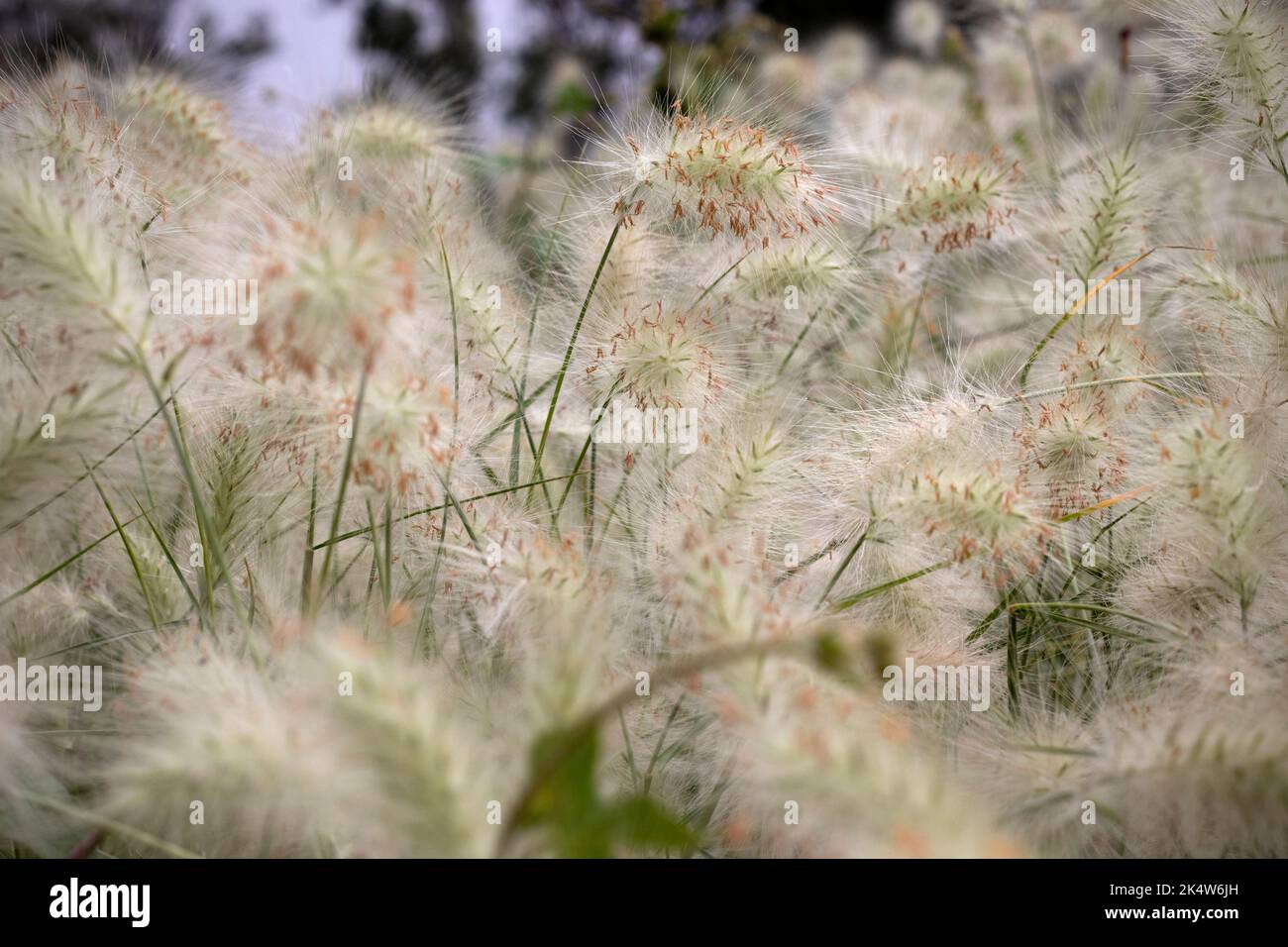 Feathertop flower hi-res stock photography and images - Alamy