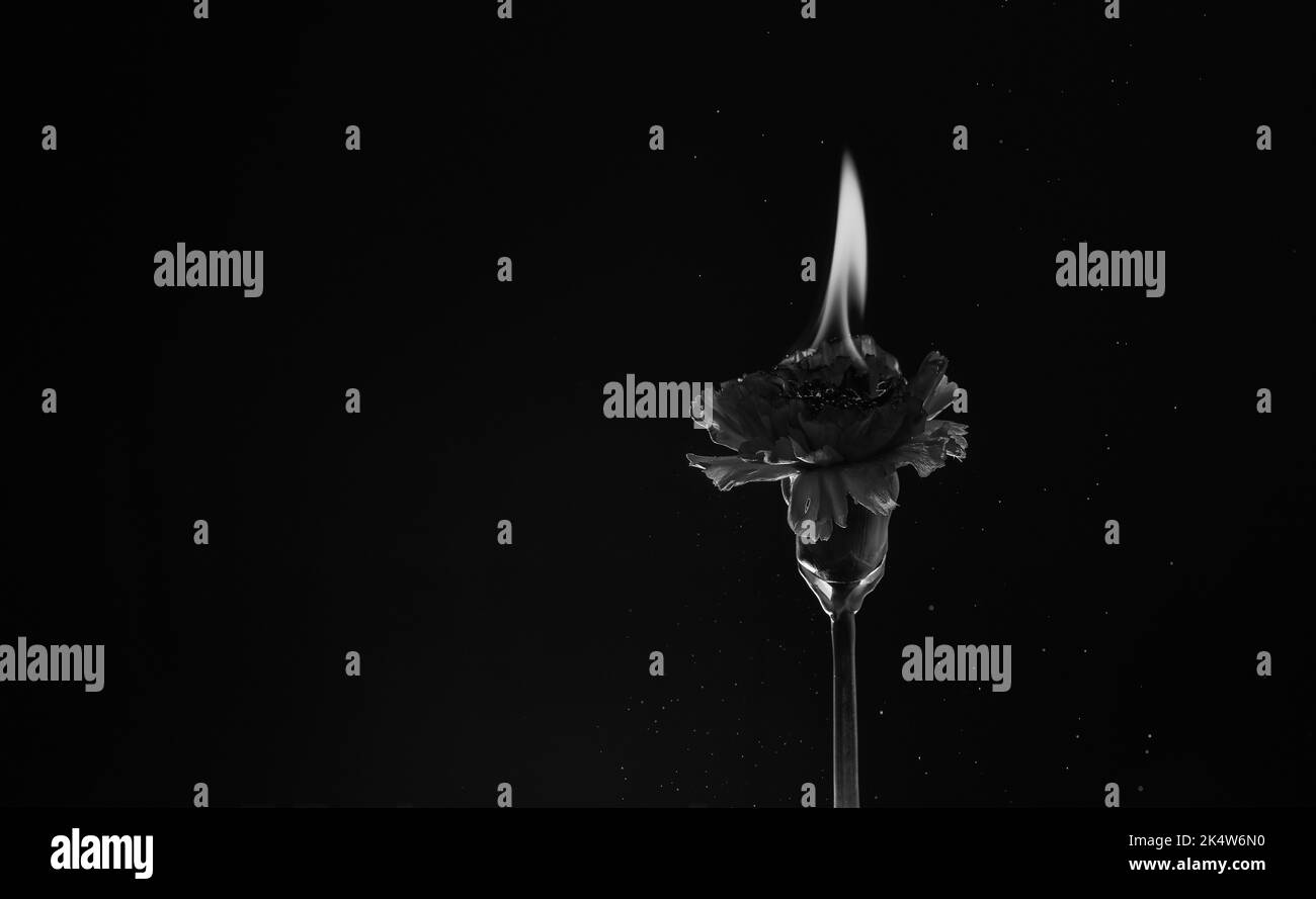 red burning flower. carnation in fire. Hot flame. Burning flower dark ...