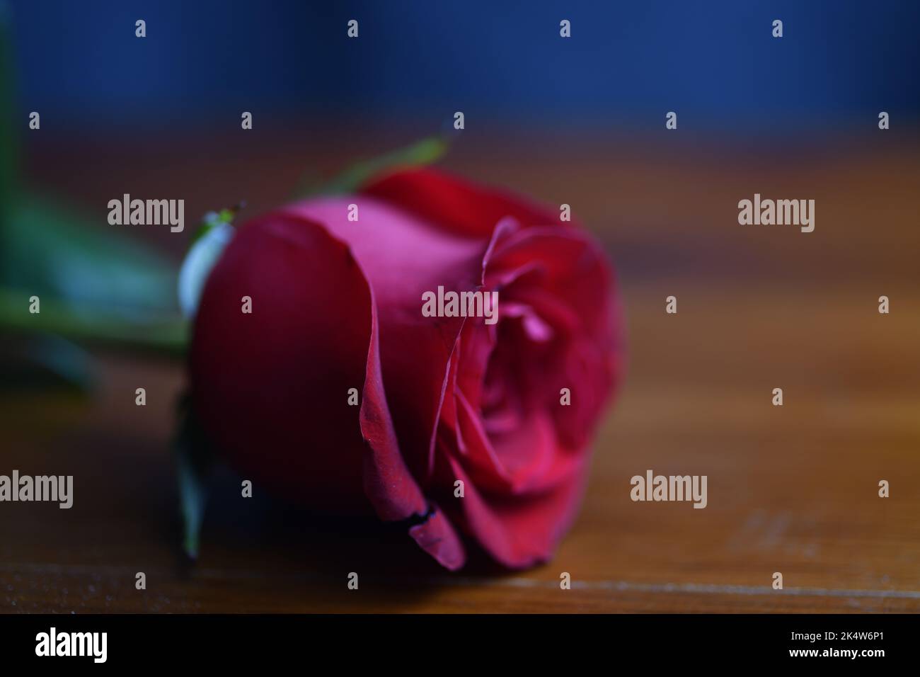 A macro shot of a red rose on a wooden table with a gray background ...