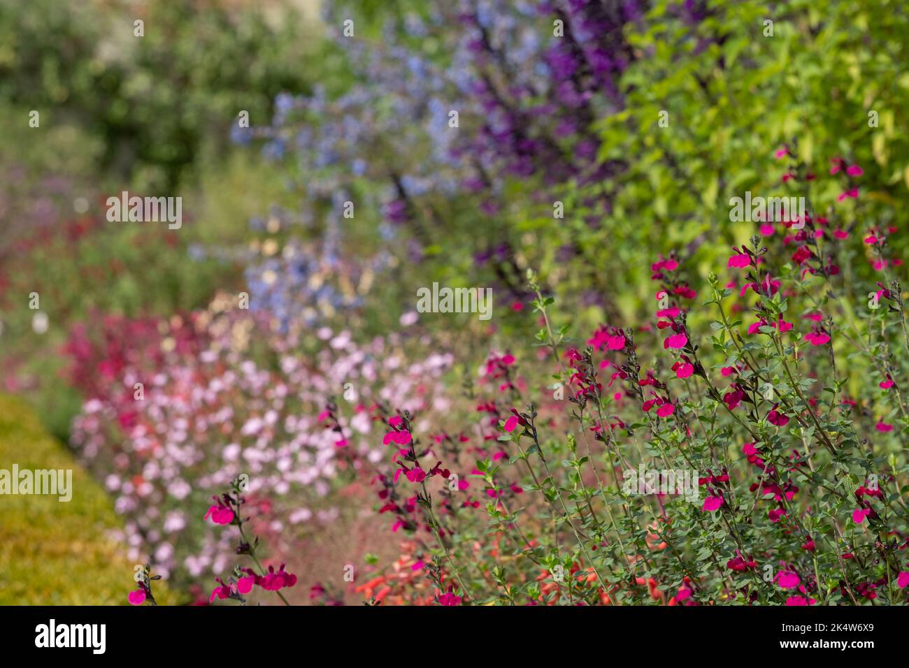 Flower bed filled with colourful salvia flowers, photographed in autumn ...