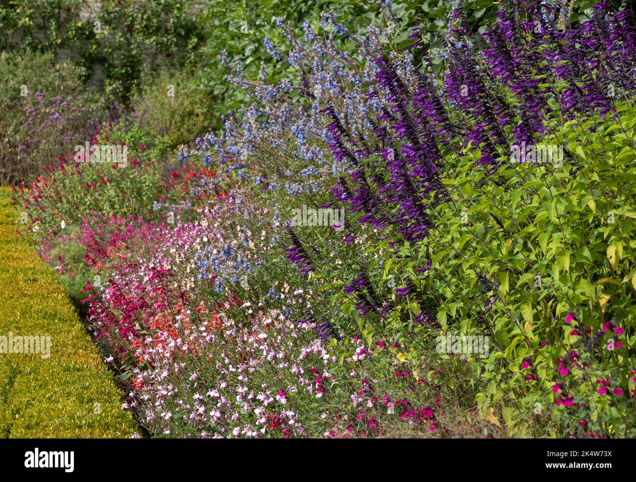 Flower bed filled with colourful salvia flowers, photographed in autumn ...