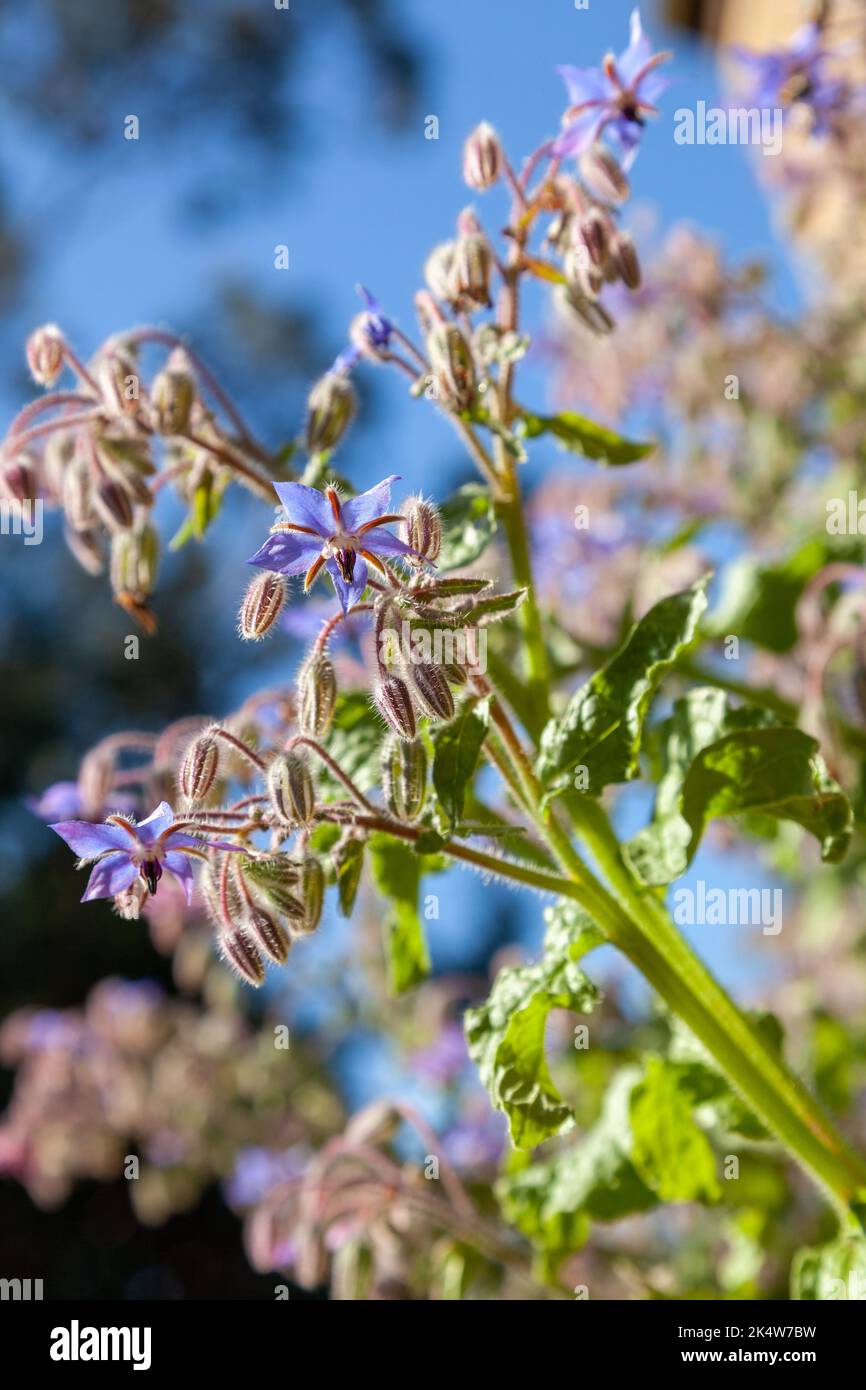 Borage Leaves Warriors