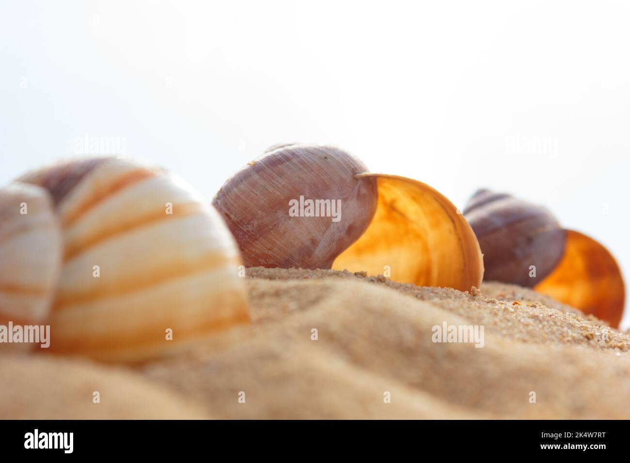 A close up of three striped seashells lying on the sand on white ...