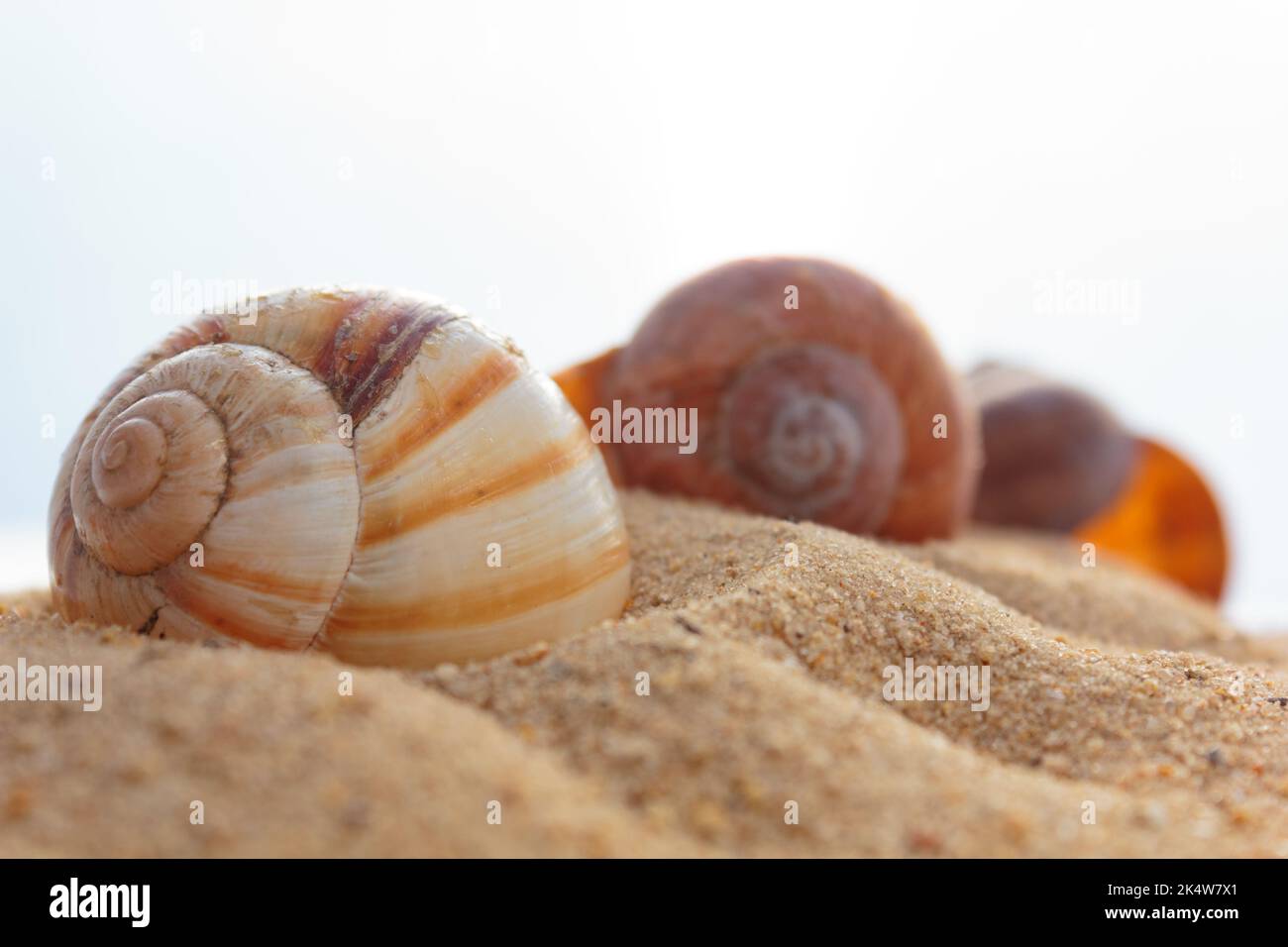 A close up of three striped seashells lying on the sand on white ...