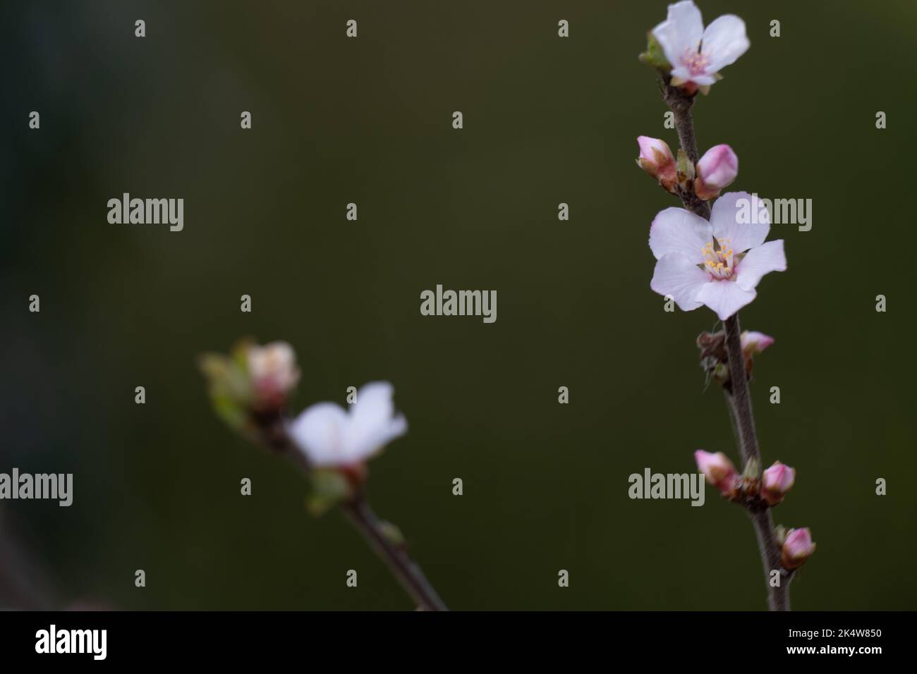 A shallow focus of a blooming tree branch with white flowers Stock Photo - Alamy