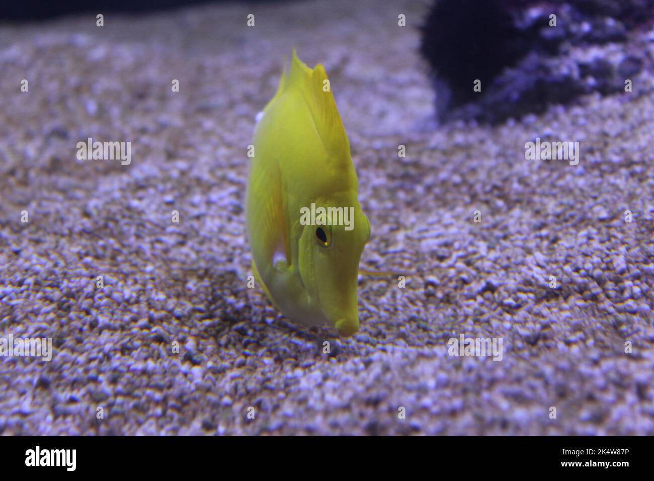 A closeup shot of a yellow tang fish in the water Stock Photo - Alamy