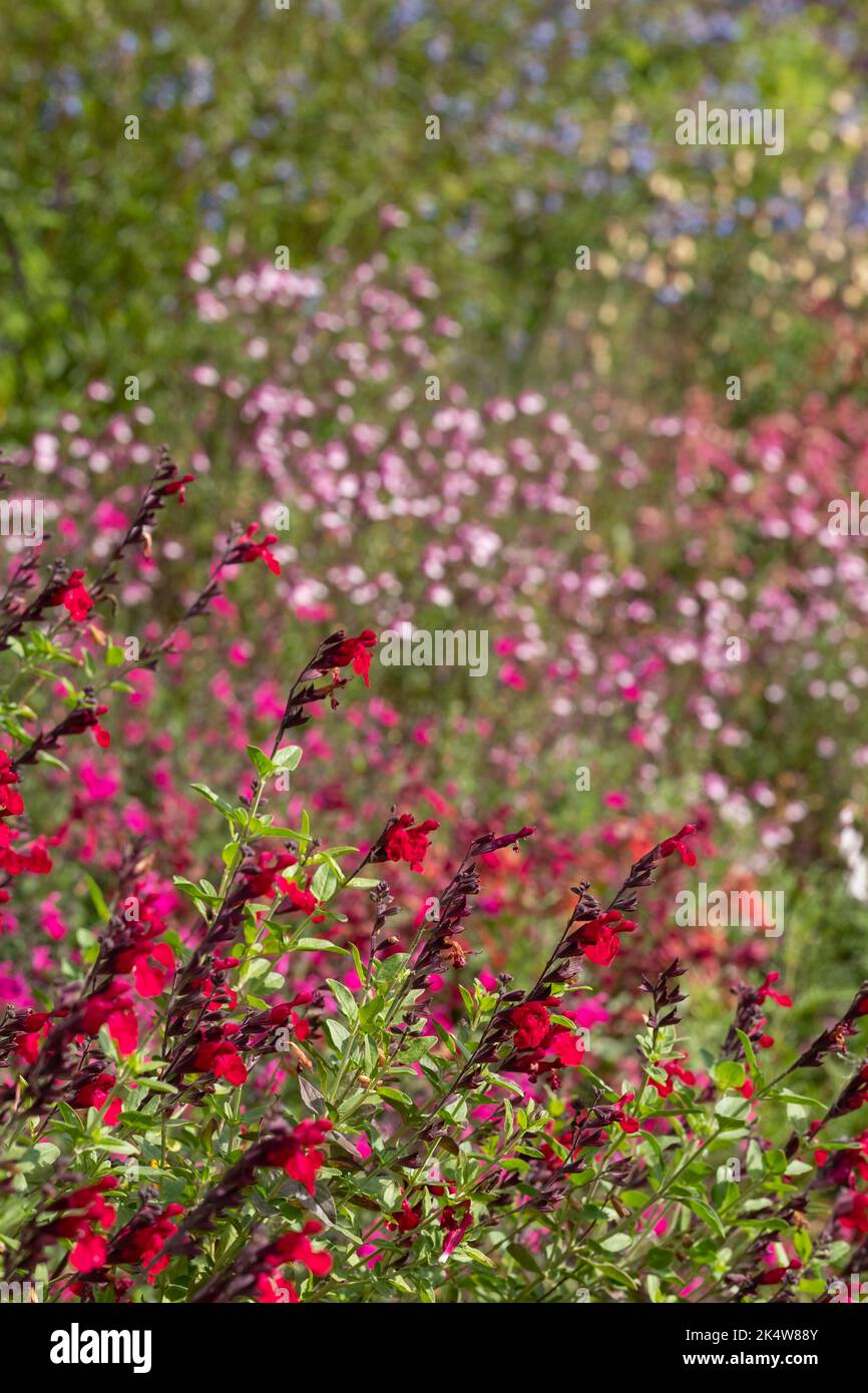 Flower bed filled with colourful salvia flowers, photographed in autumn ...