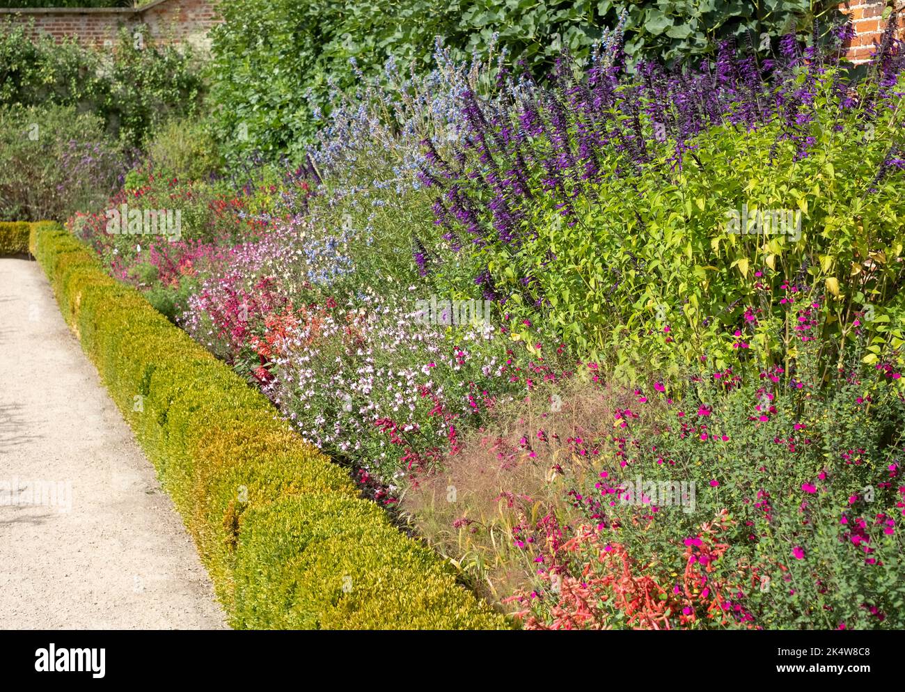 Flower bed filled with colourful salvia flowers, photographed in autumn ...