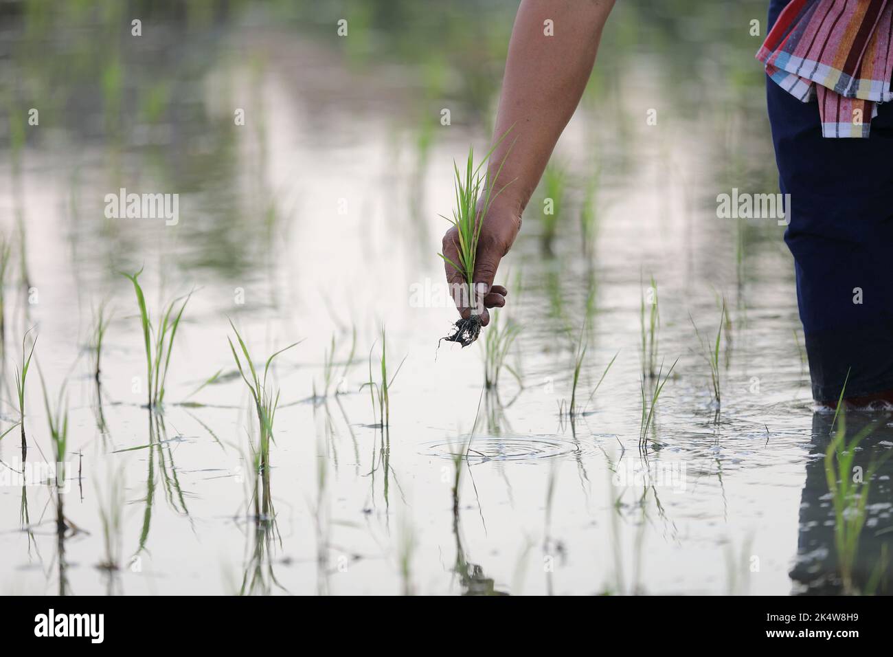 Farmer rice planting on water Stock Photo - Alamy