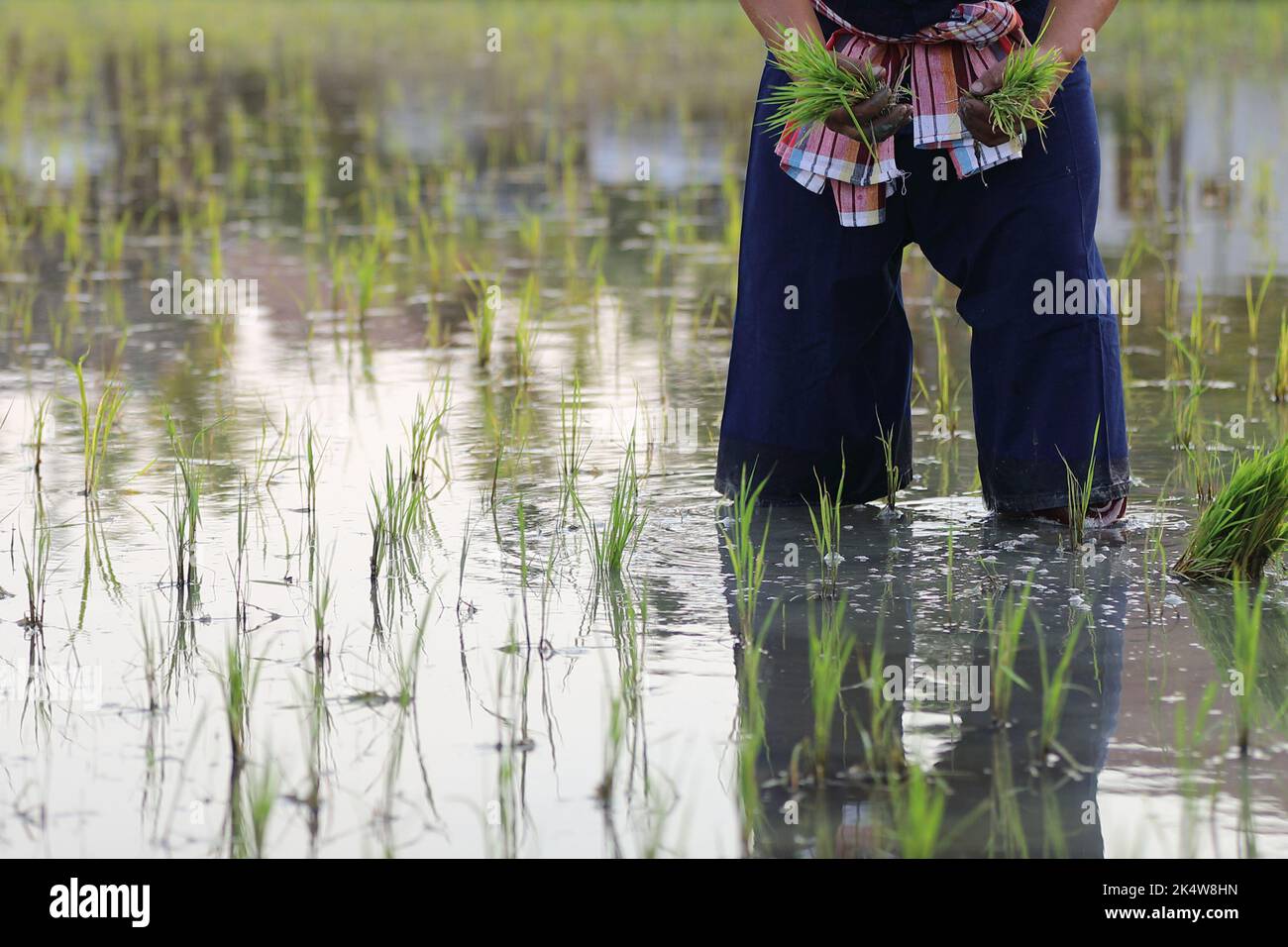 Farmer rice planting on water Stock Photo - Alamy