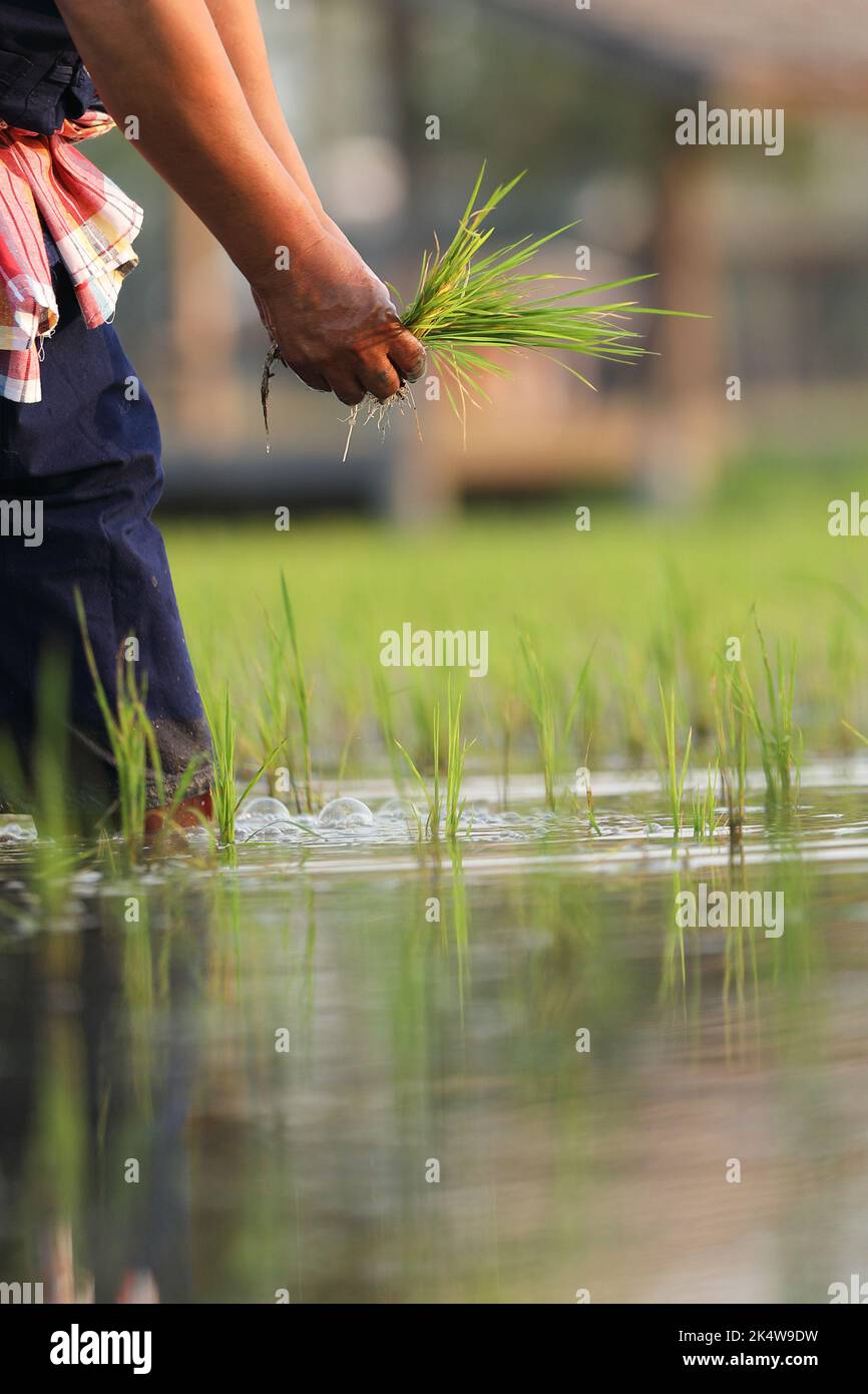 Farmer rice planting on water Stock Photo - Alamy