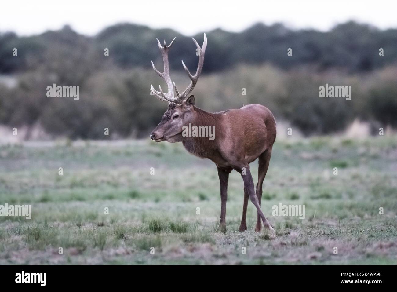 Red deer roaring, Parque Luro Nature Reserve, La Pampa Province ...