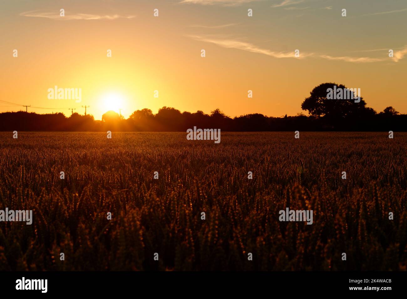 Wheat fields in Norfolk, UK Stock Photo - Alamy