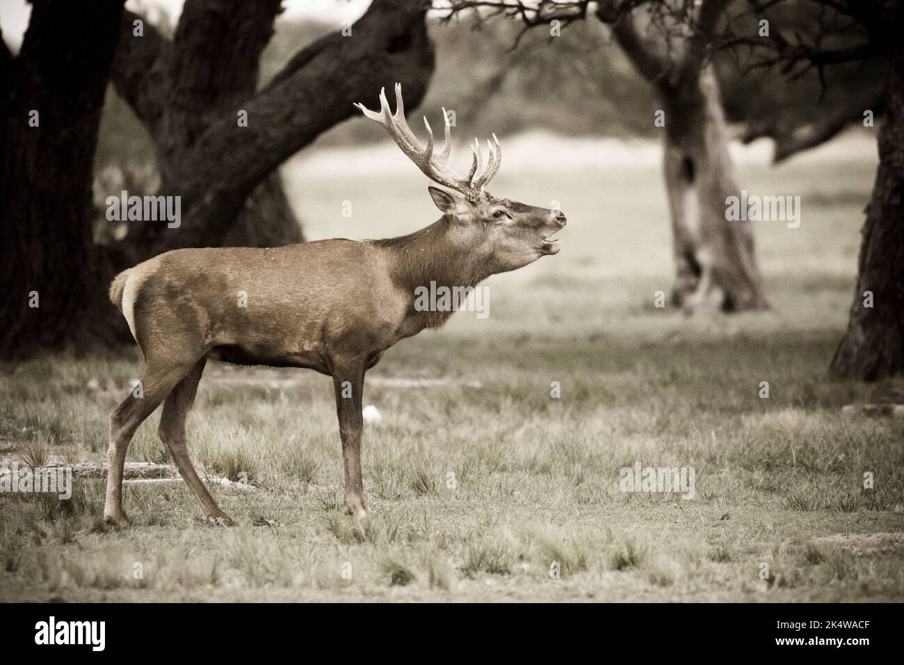 Red deer roaring, Parque Luro Nature Reserve, La Pampa Province ...