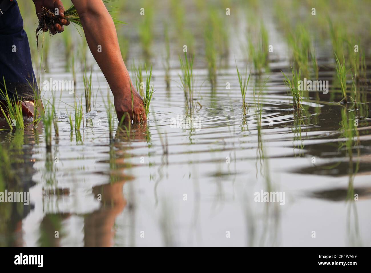 Farmer rice planting on water Stock Photo - Alamy