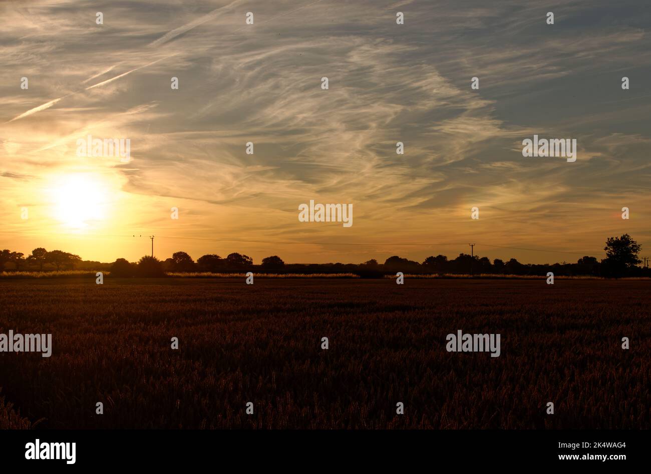 Wheat fields in Norfolk, UK Stock Photo - Alamy