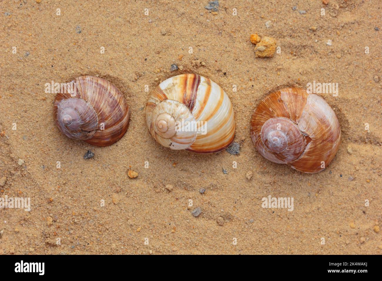 A top view of three-striped seashells lying in a row on the sand - a ...