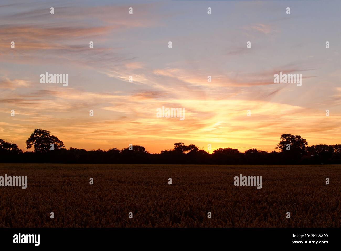 Wheat fields in Norfolk, UK Stock Photo - Alamy
